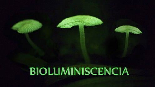 bioluminiscencia: cuando la naturaleza brilla | Iluminoteca